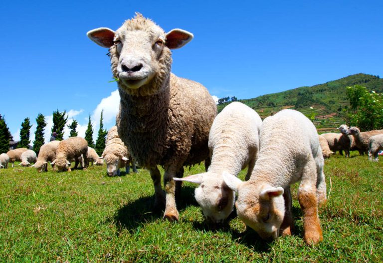 14 món ăn từ thịt cừu ngon nhất thế giới - Vinh Hạnh Food